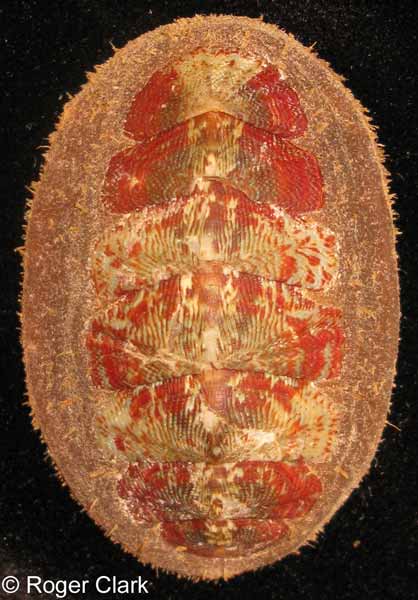 Aberrations-Mutations-Twins